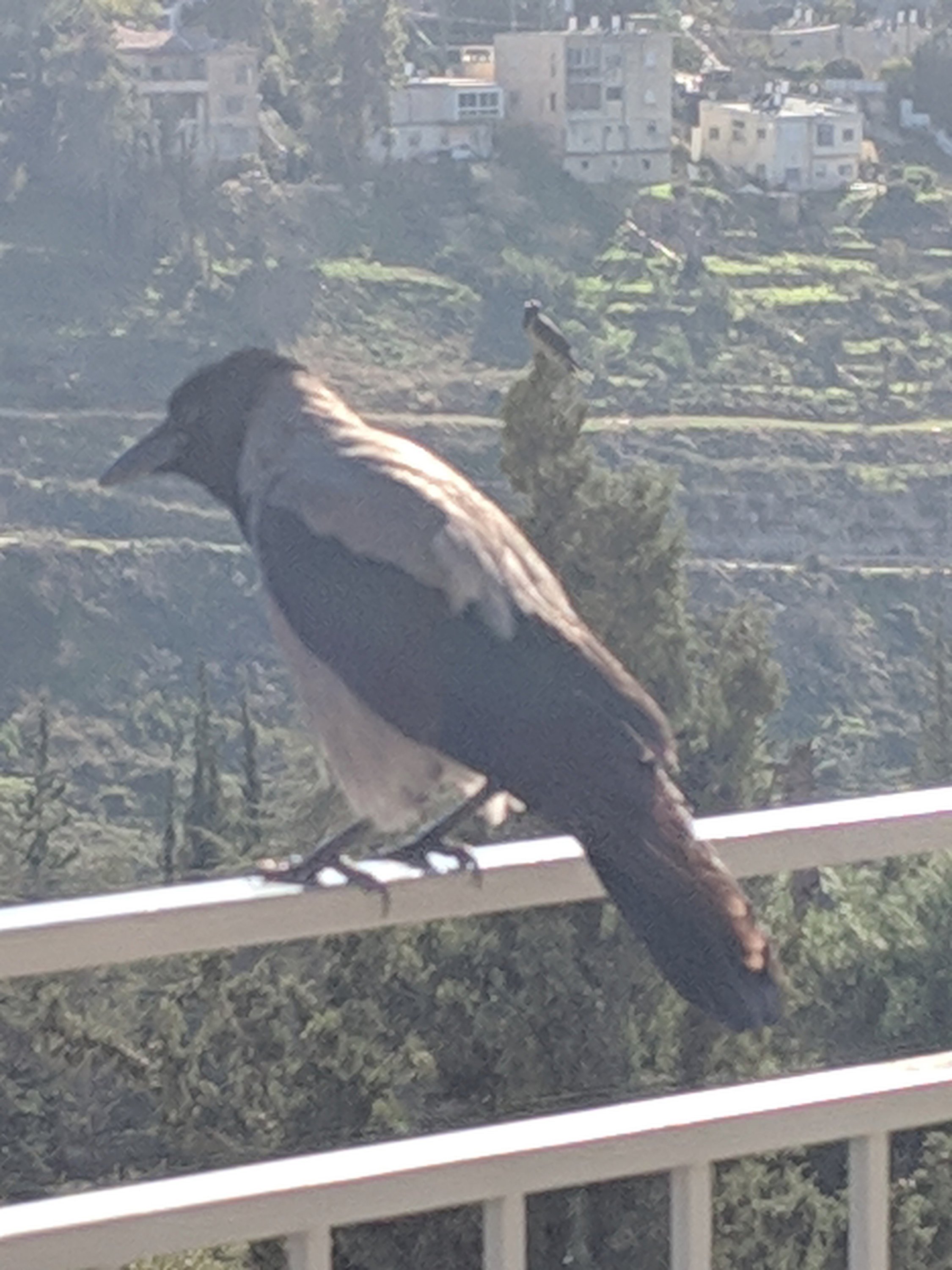 Four easily spotted Birds in Israel – Waunder