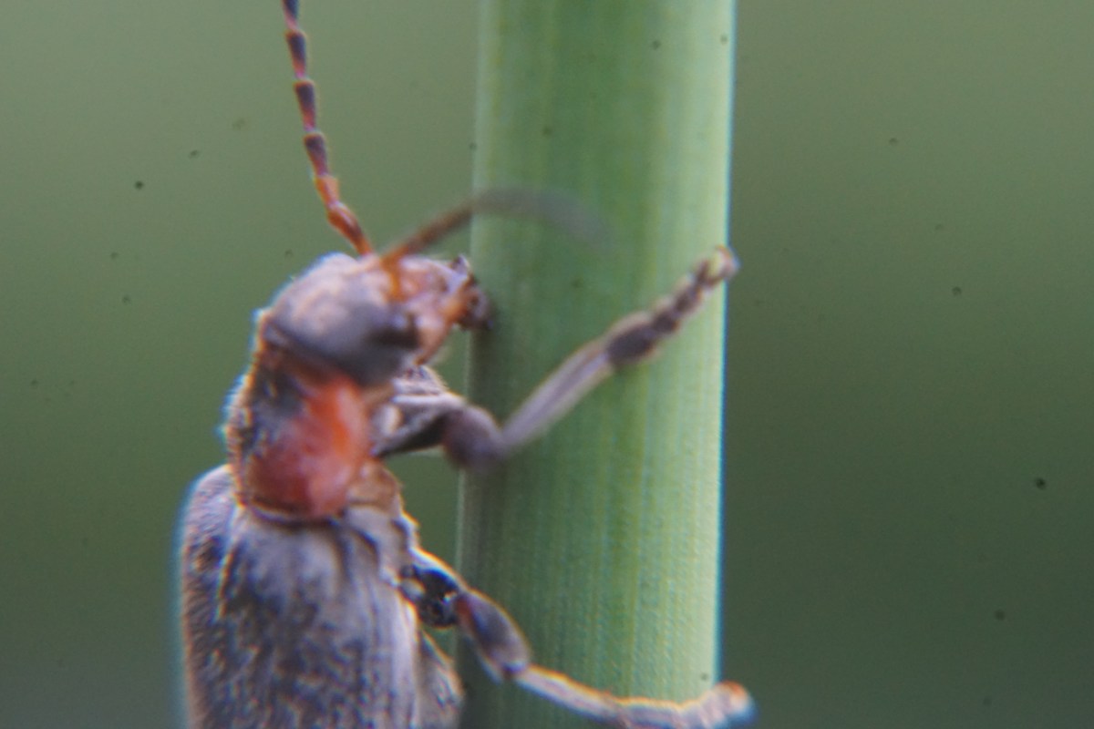 Macro shots: 30 Bugs from SW Germany – Waunder
